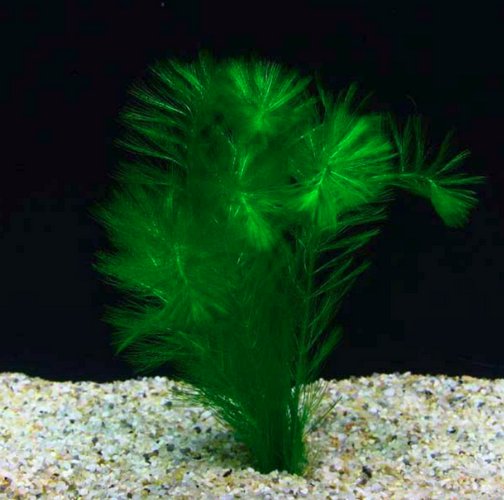 Перистолистник (аквариумное растение): виды (матогросский красный ...