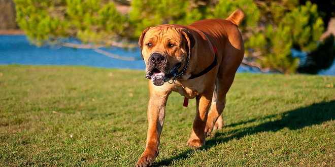 Самые большие собаки в мире: 10-ка тяжеловесов с описанием и фото