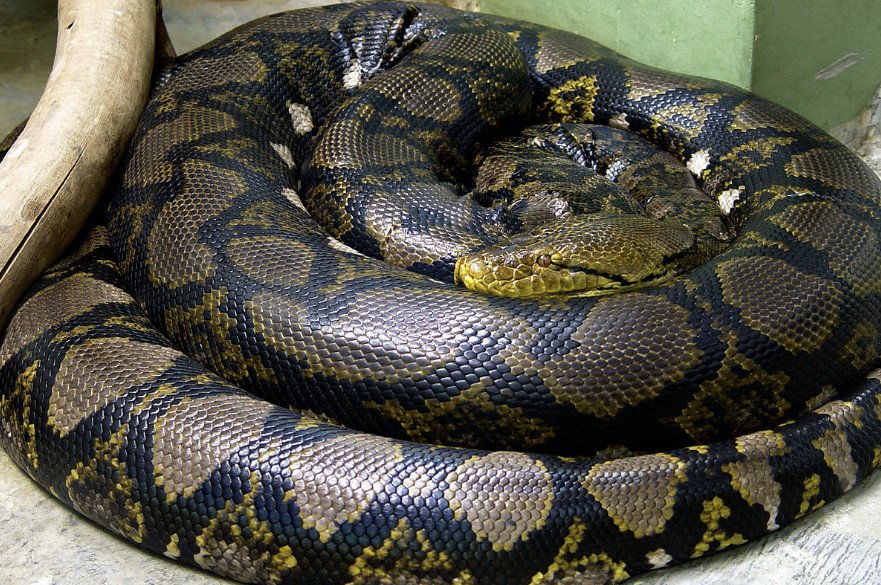 Самая большая змея в мире: как выглядит, описание, фото, видео