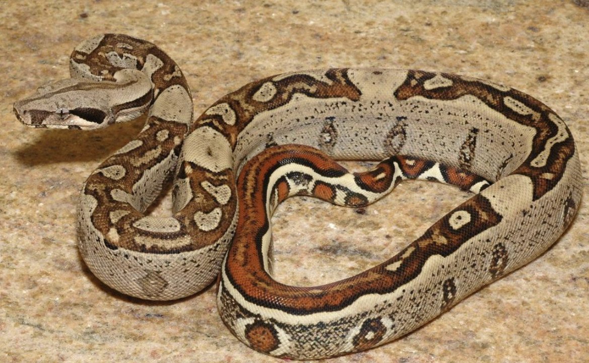 Самая большая змея в мире: как выглядит, описание, фото, видео