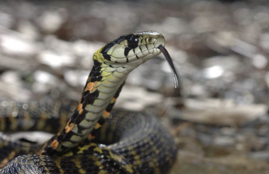 Самая большая змея в мире: как выглядит, описание, фото, видео
