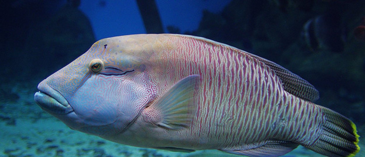 Рыба-наполеон: описание, обитание и размножение