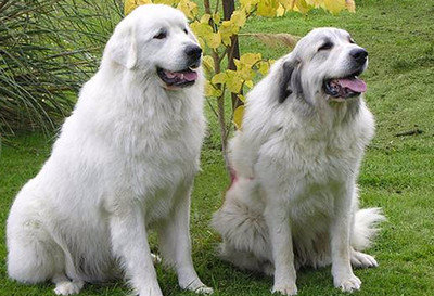 Самые большие собаки в мире: 10-ка тяжеловесов с описанием и фото